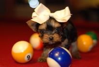 Dana’s Yorkies